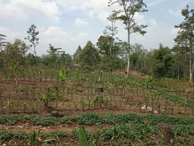 Tanah Bukit Dijual di desa Setiling Jalur Aik Bukak Batukliang Utara ...