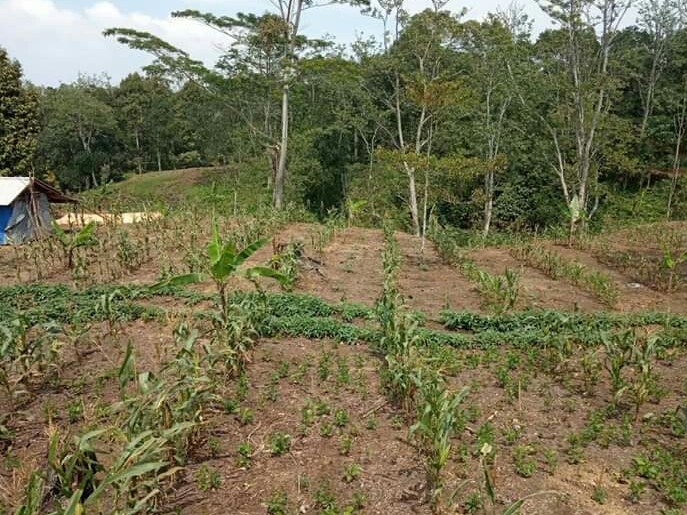 Tanah Bukit Dijual di desa Setiling Jalur Aik Bukak Batukliang Utara ...
